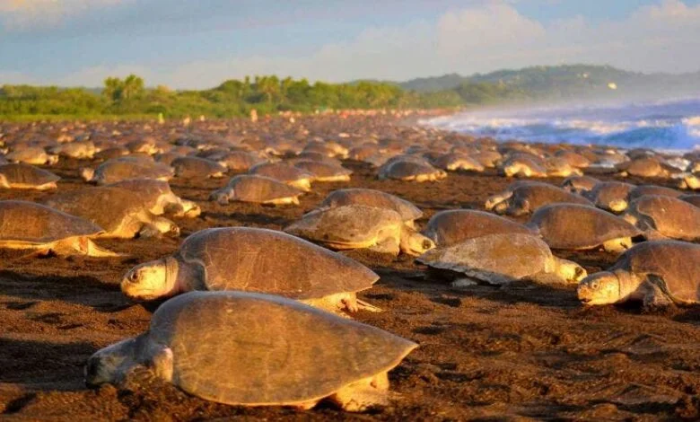 Guía para visitar Playa Ostional y ser testigo de la arribada de ...