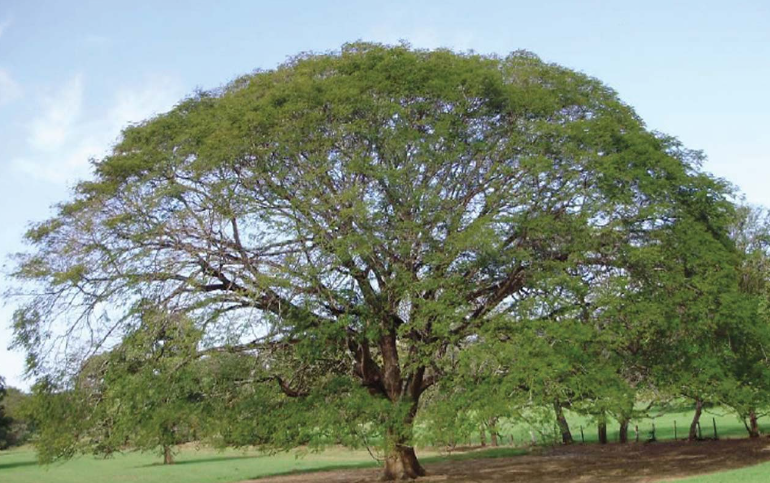 El Guanacaste: Historia y Significado del Árbol Emblemático de Costa ...
